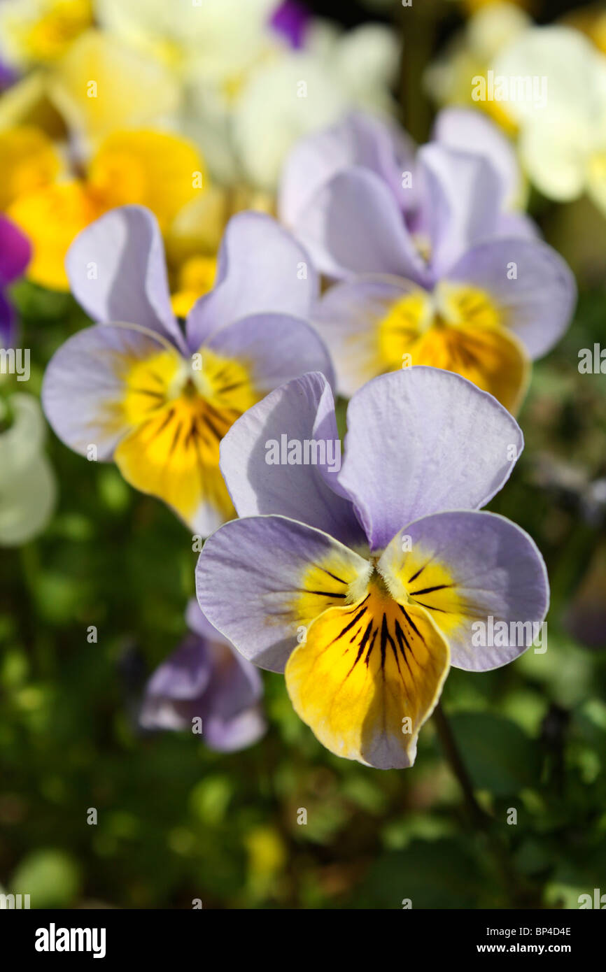Famiglia viola -Fotos und -Bildmaterial in hoher Auflösung - Seite 2 ...