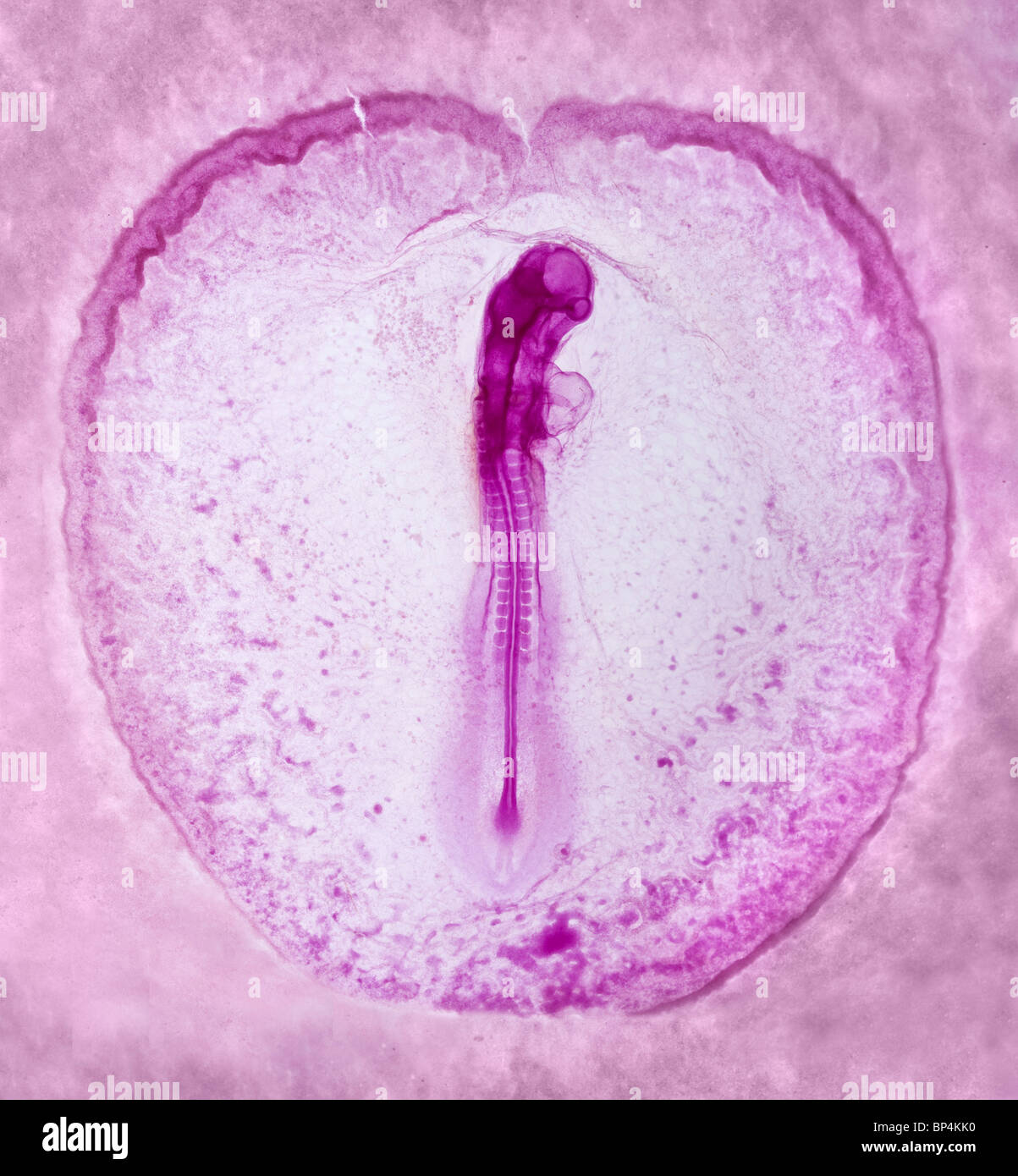 Embryo development -Fotos und -Bildmaterial in hoher Auflösung – Alamy