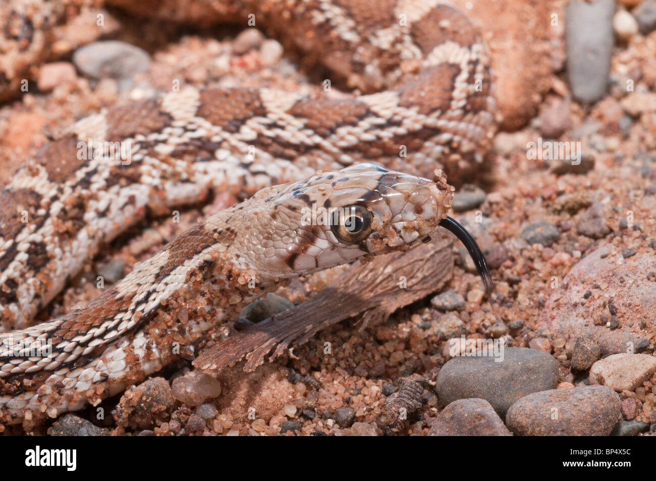 Arizona gopher schlange -Fotos und -Bildmaterial in hoher Auflösung – Alamy