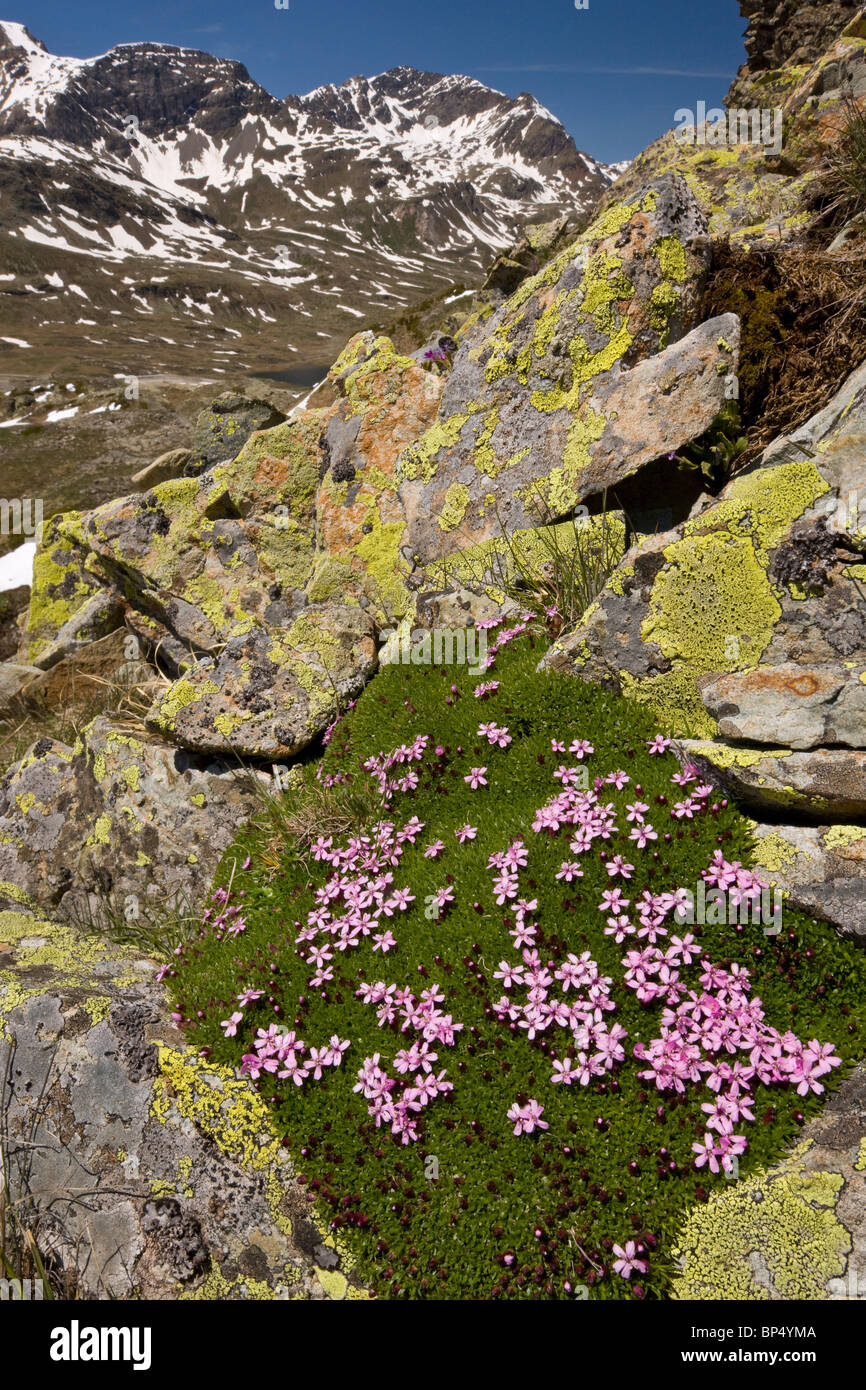 Moss campion silene acaulis alpine -Fotos und -Bildmaterial in hoher ...