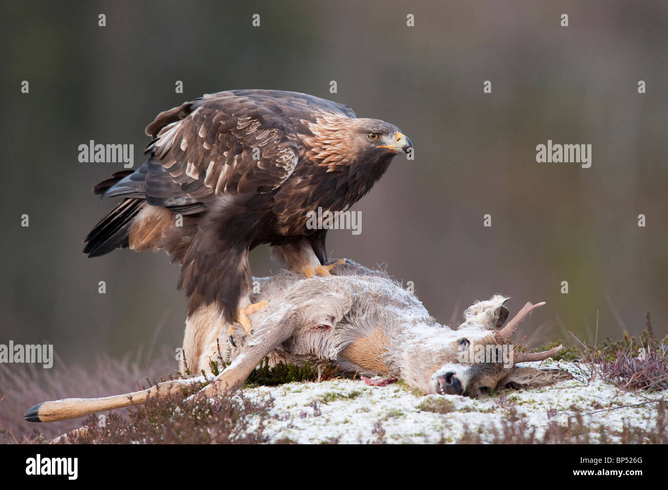 Steinadler (Aquila Chrysaetos), Erwachsene weibliche Rehe Kadaver ...