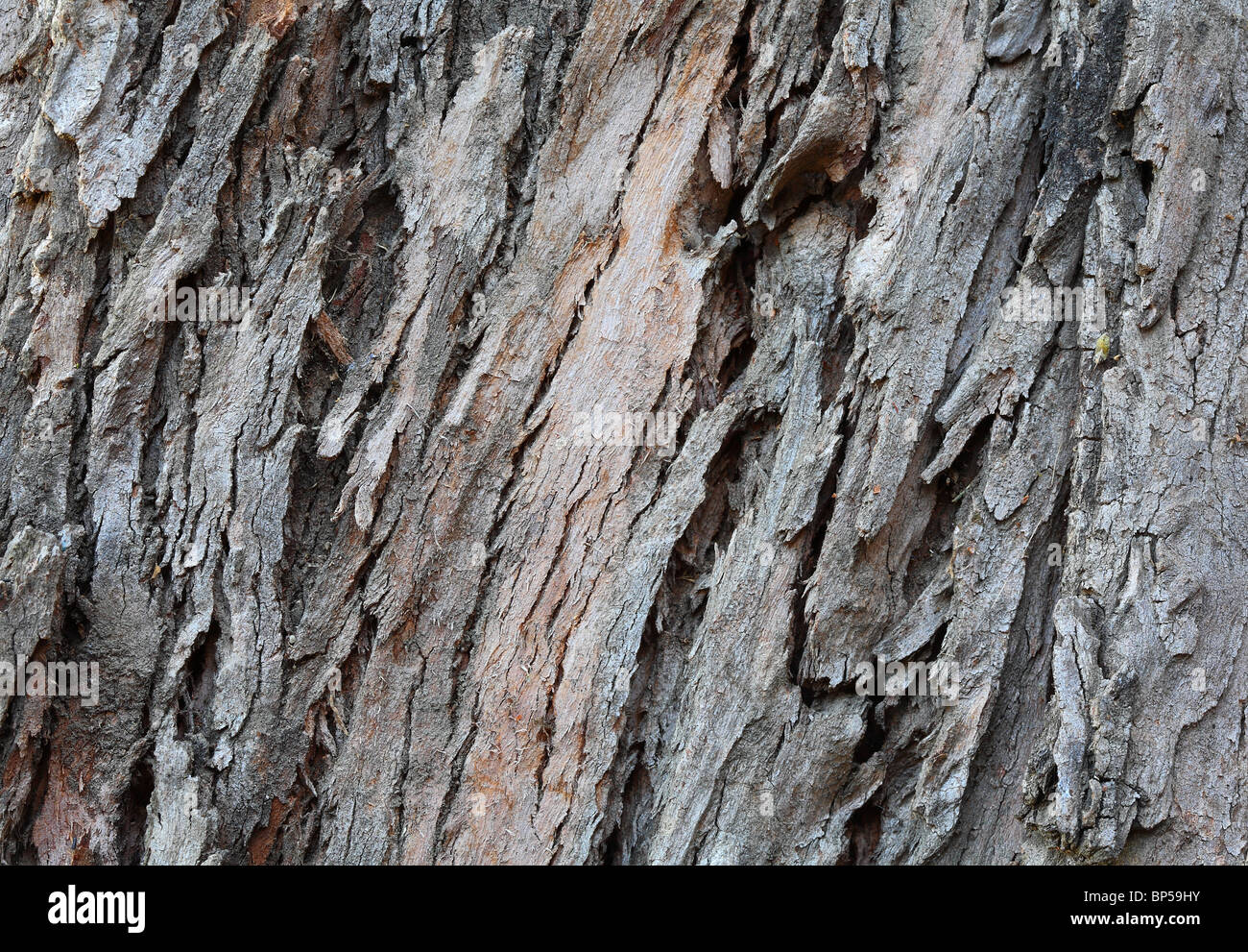 Makroaufnahme von Eukalyptus-Baum-Rinde-Textur für als natürlichen ...