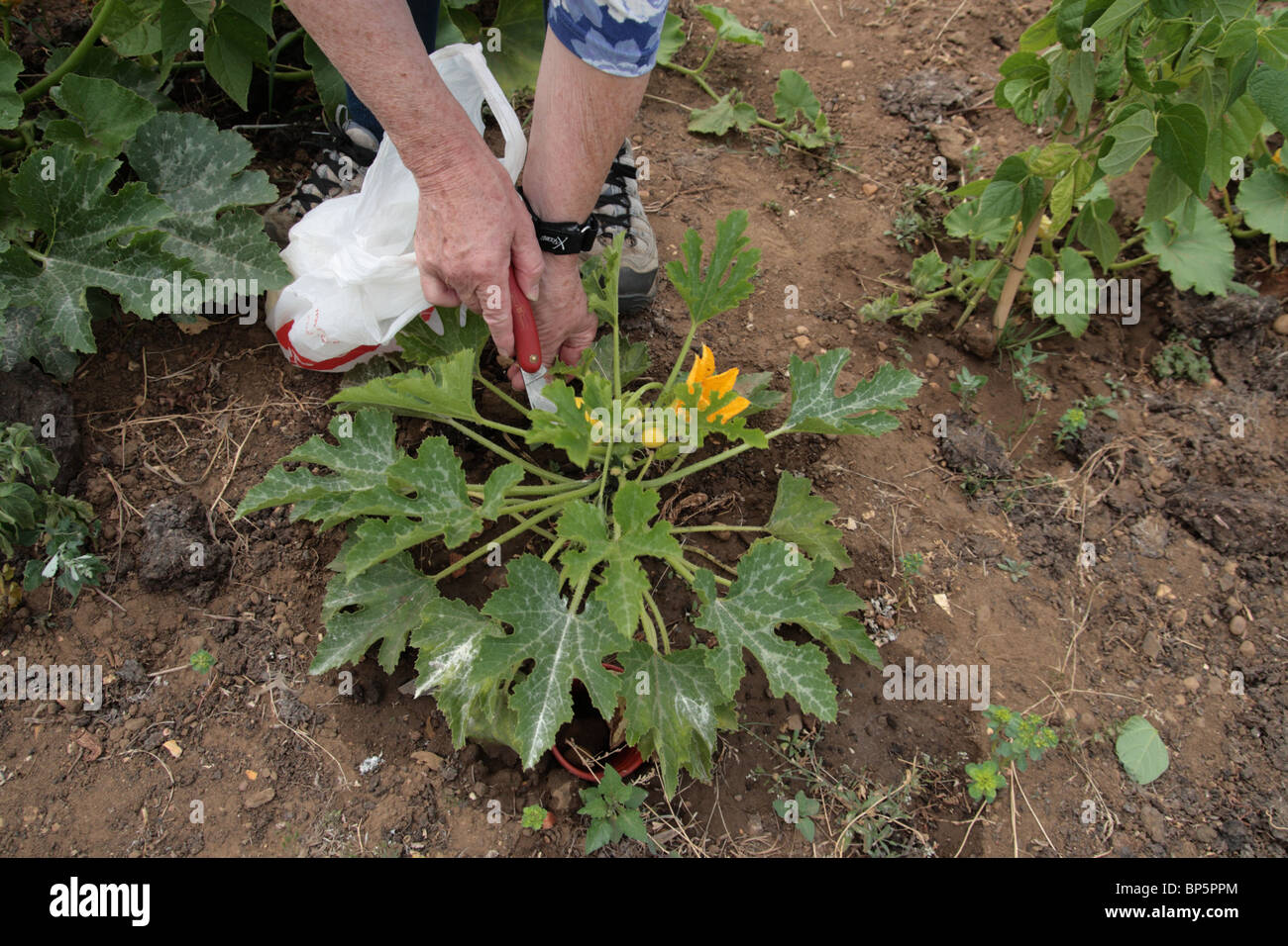 Mehltau zucchini -Fotos und -Bildmaterial in hoher Auflösung – Alamy