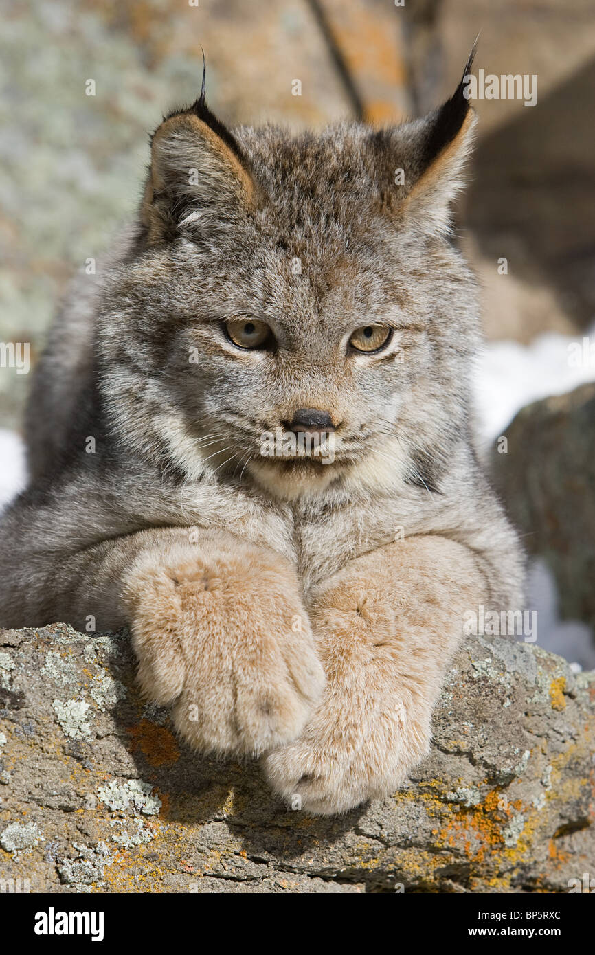 Luchs pfote -Fotos und -Bildmaterial in hoher Auflösung – Alamy