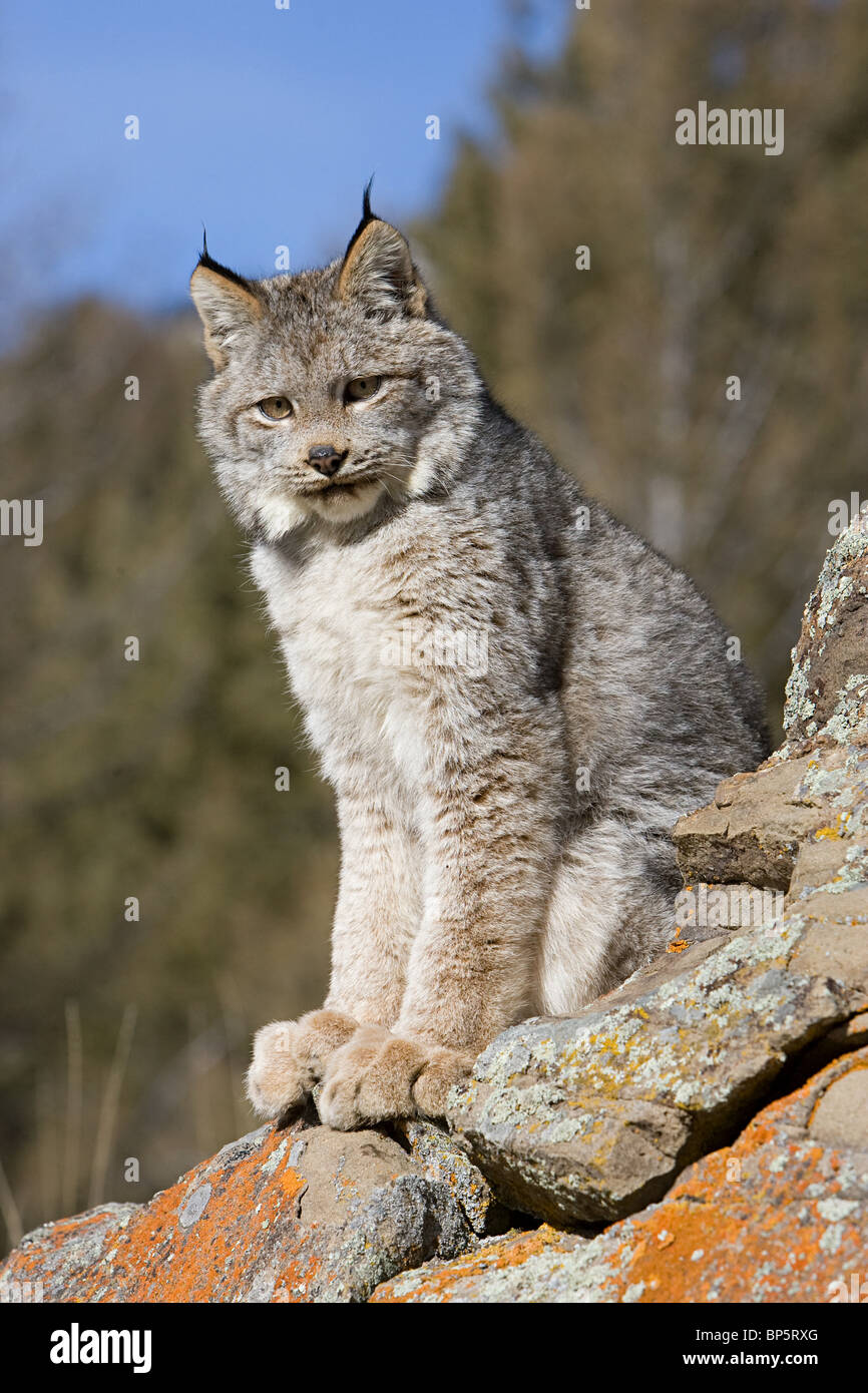 Luchs berg -Fotos und -Bildmaterial in hoher Auflösung – Alamy