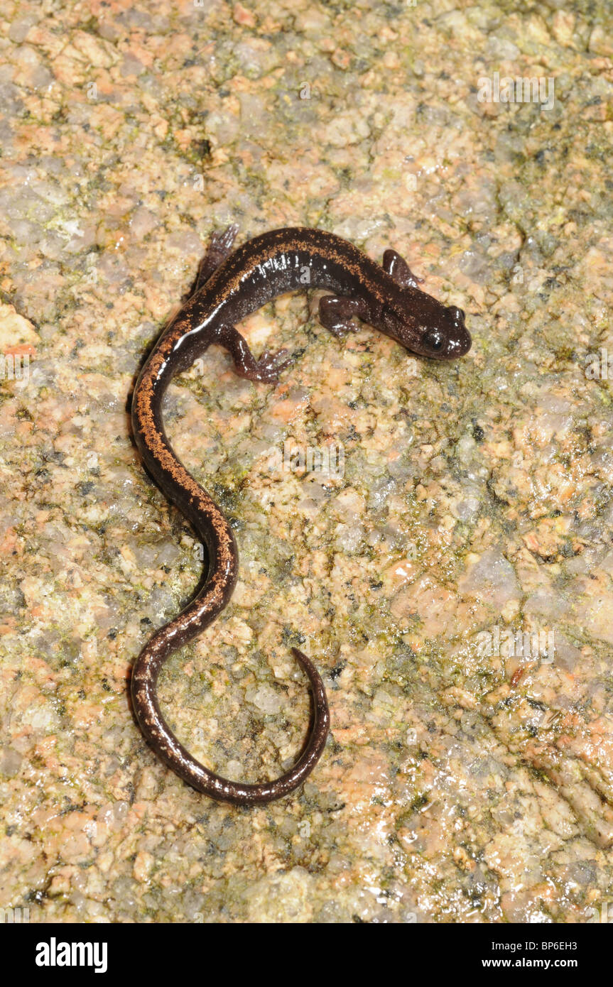 Golden gestreifter salamander -Fotos und -Bildmaterial in hoher ...