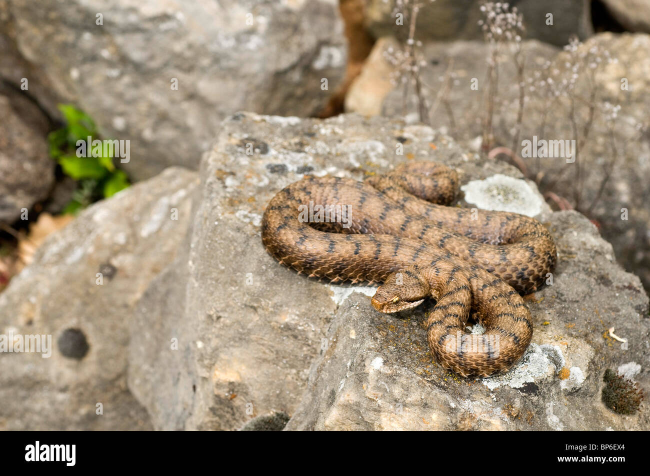 Asp viper vipera aspis -Fotos und -Bildmaterial in hoher Auflösung – Alamy