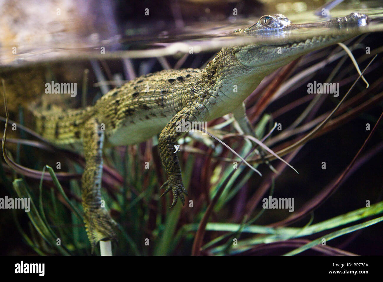 Baby crocodiles -Fotos und -Bildmaterial in hoher Auflösung – Alamy