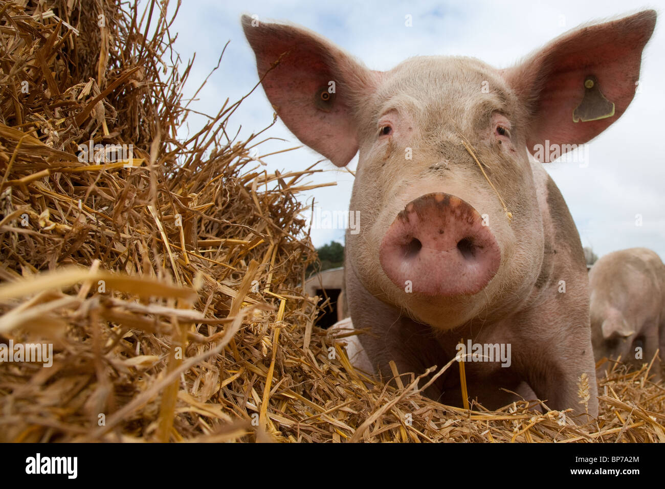 Rosa ferkel -Fotos und -Bildmaterial in hoher Auflösung – Alamy