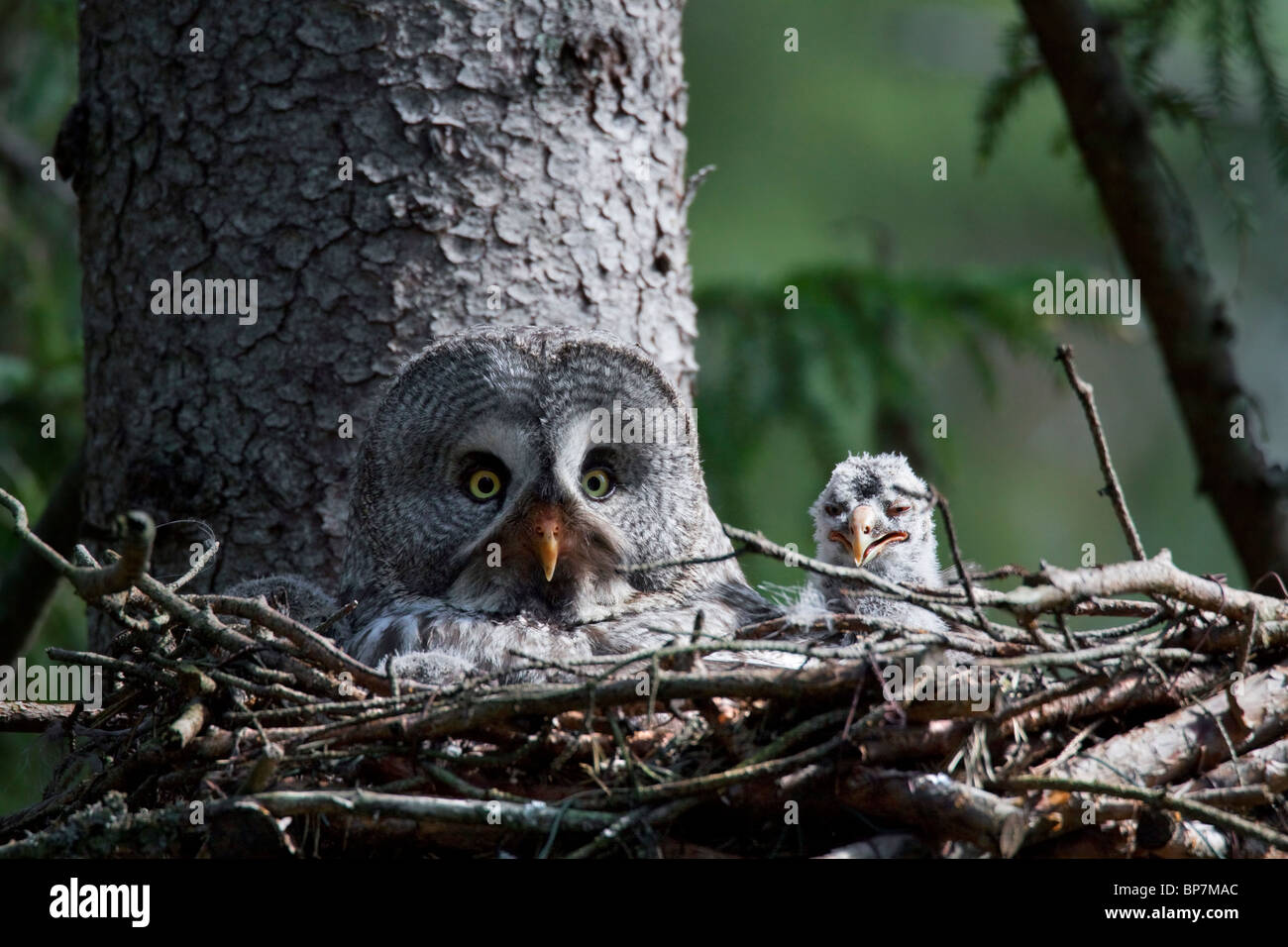 Baby eulen im baum -Fotos und -Bildmaterial in hoher Auflösung – Alamy