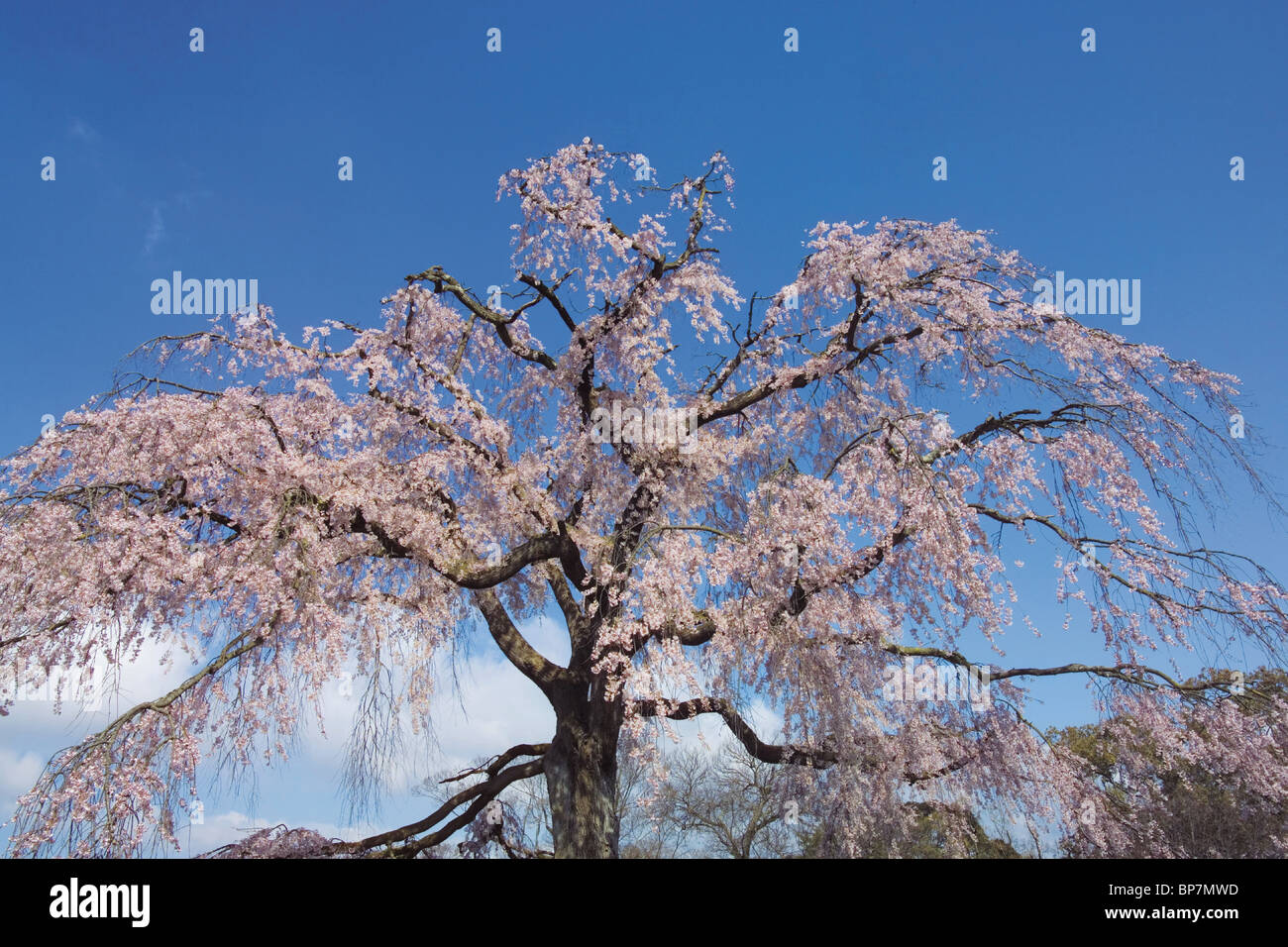 Japan cherry blossoms in maruyama park -Fotos und -Bildmaterial in ...
