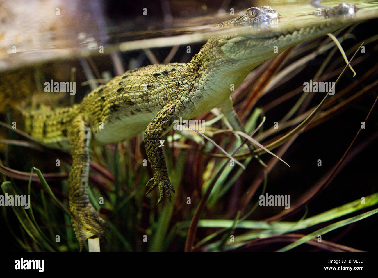 Baby crocodiles -Fotos und -Bildmaterial in hoher Auflösung – Alamy