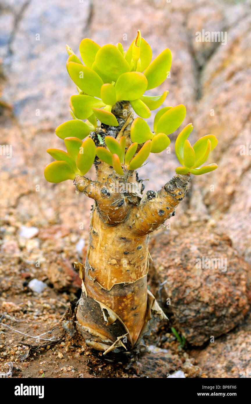 Junge Pflanze Botterboom, Tylecodon Paniculatus, Richtersveld ...