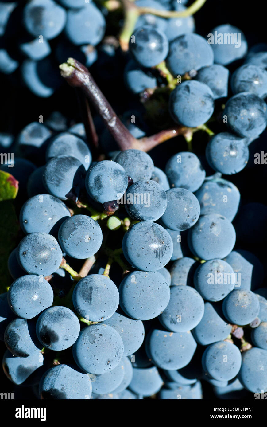 Concord weintrauben weinberge -Fotos und -Bildmaterial in hoher ...