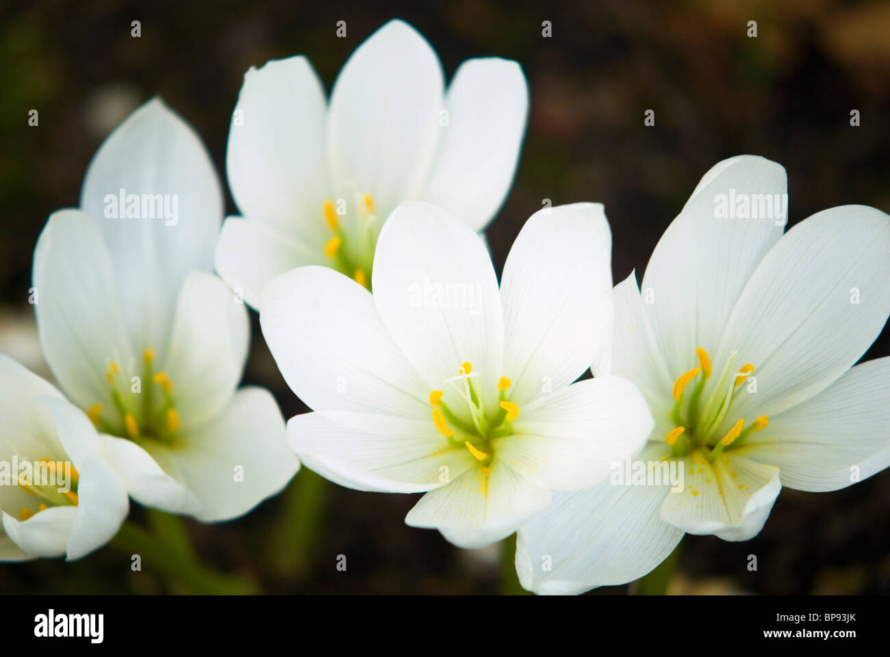 Colchicum speciosum album -Fotos und -Bildmaterial in hoher Auflösung ...