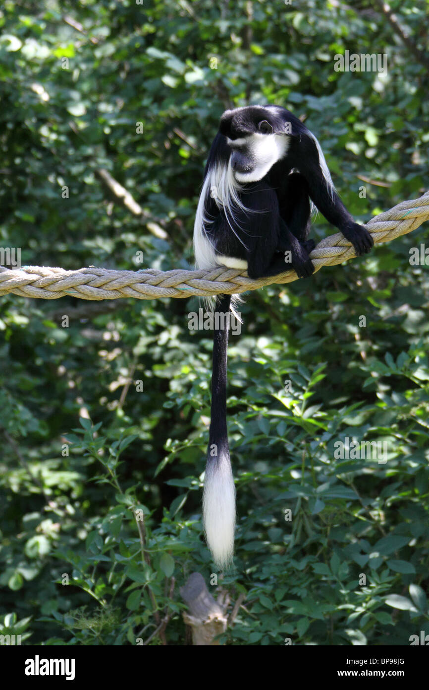 Affe schwanz -Fotos und -Bildmaterial in hoher Auflösung – Alamy
