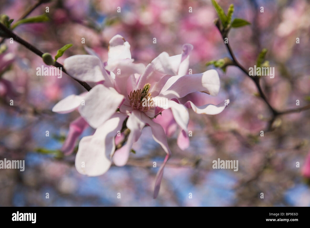 Magnolienbaum Magnolia Tree Stockfotos und -bilder Kaufen - Alamy