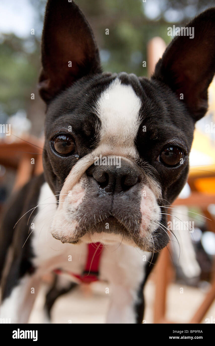Mops lustig -Fotos und -Bildmaterial in hoher Auflösung – Alamy