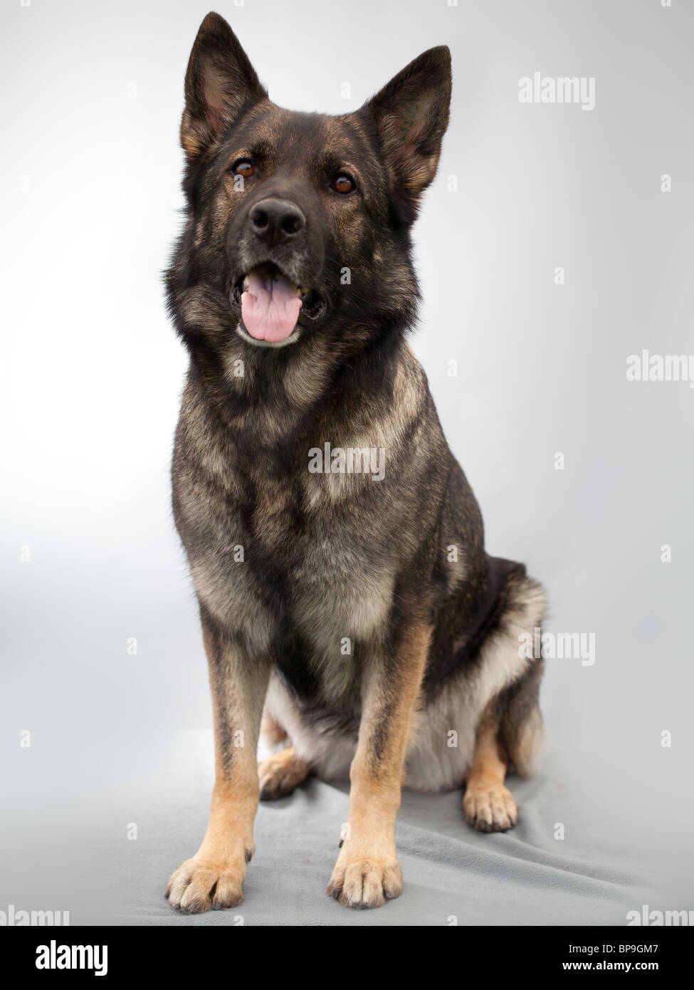 German schaeferhund -Fotos und -Bildmaterial in hoher Auflösung – Alamy