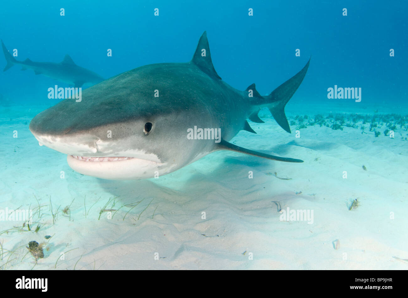 Tiger shark galeocerdo cuvier -Fotos und -Bildmaterial in hoher ...