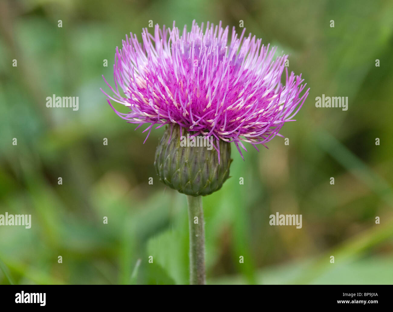 Schottische distel -Fotos und -Bildmaterial in hoher Auflösung – Alamy