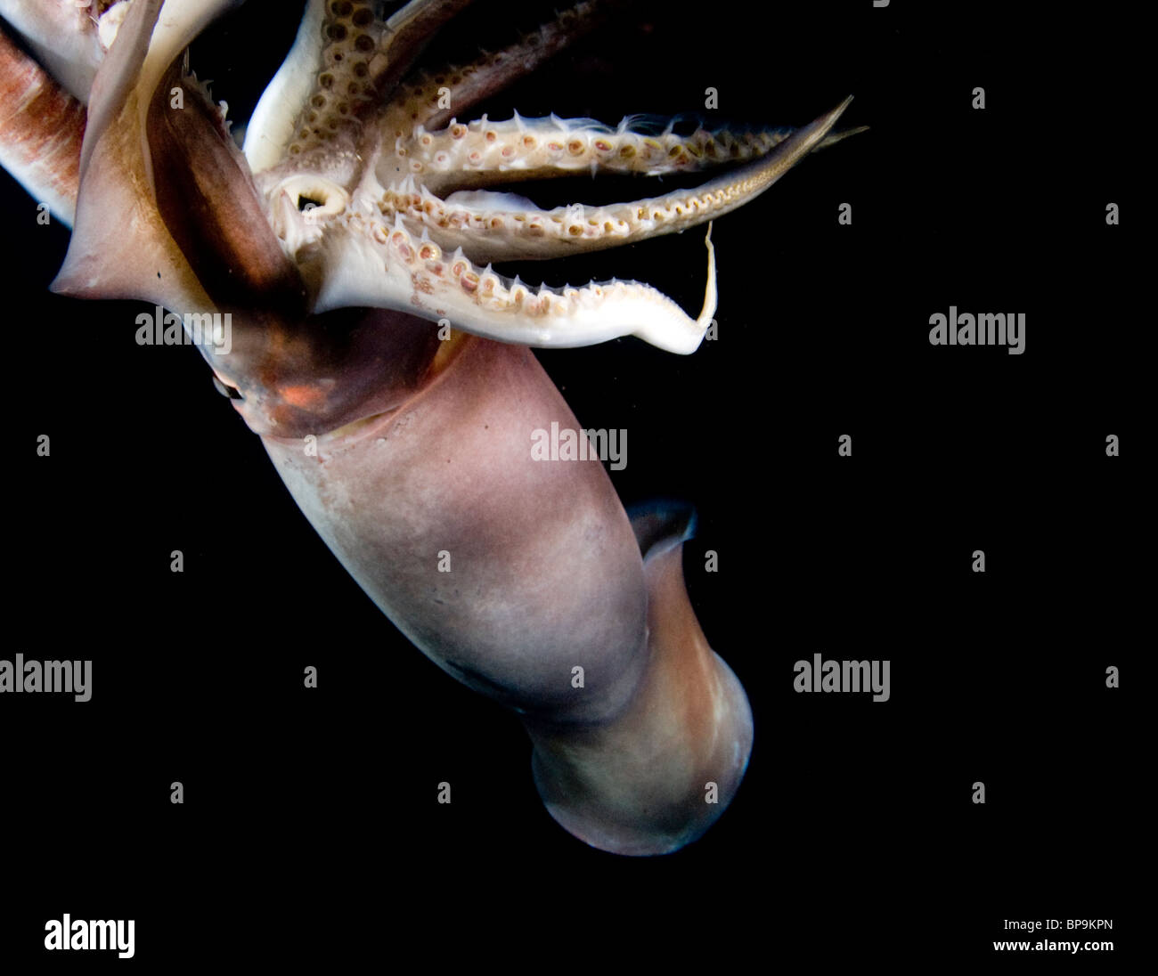 Dosidicus gigas -Fotos und -Bildmaterial in hoher Auflösung – Alamy