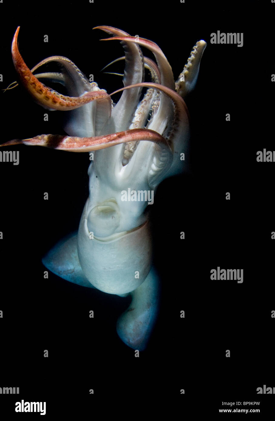 Humboldt-Riesenkalmar (Dosidicus Gigas) Unterwasser nachts im Meer von ...