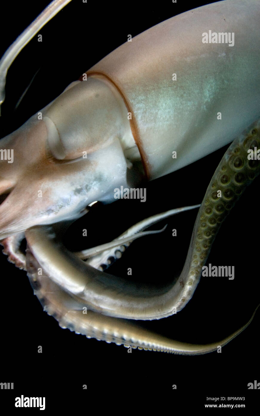 Humboldt-Riesenkalmar (Dosidicus Gigas) Unterwasser nachts im Meer von ...