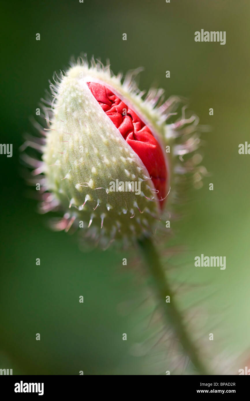 Britische mohnblumen -Fotos und -Bildmaterial in hoher Auflösung – Alamy