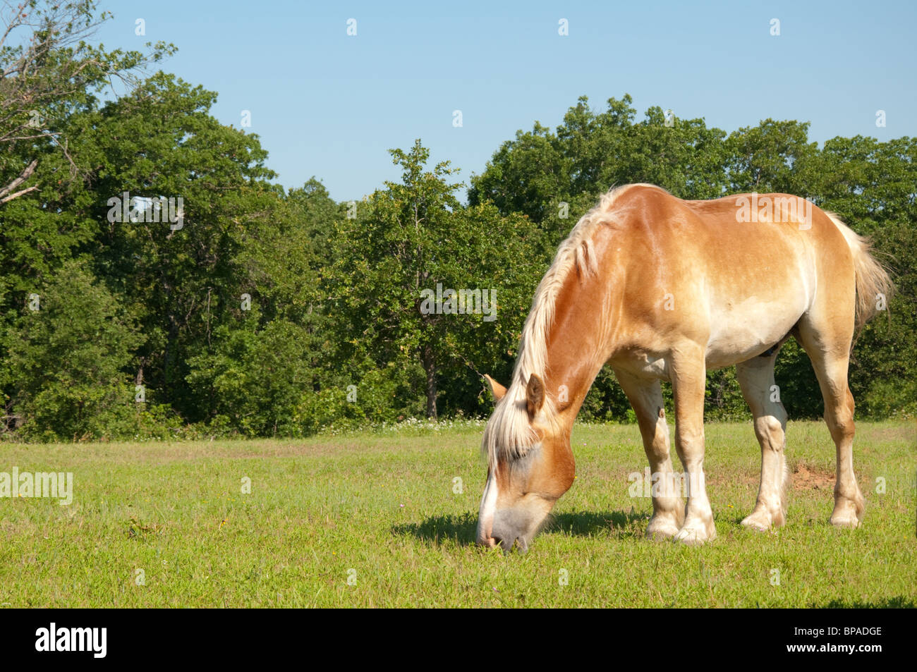 Belgische Zugpferd Weiden Stockfotografie - Alamy
