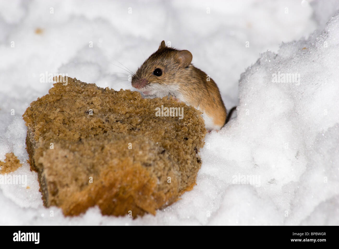 Die wilde Feldmaus (Apodemus Agrarius) im Stadtpark Stockfotografie - Alamy