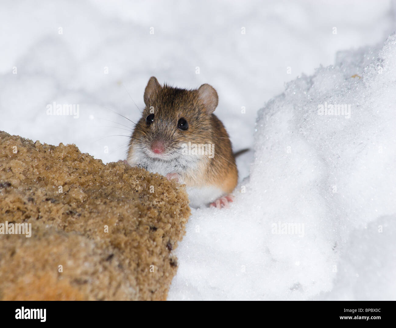Gestreifte feldmaus apodemus agrarius -Fotos und -Bildmaterial in hoher ...