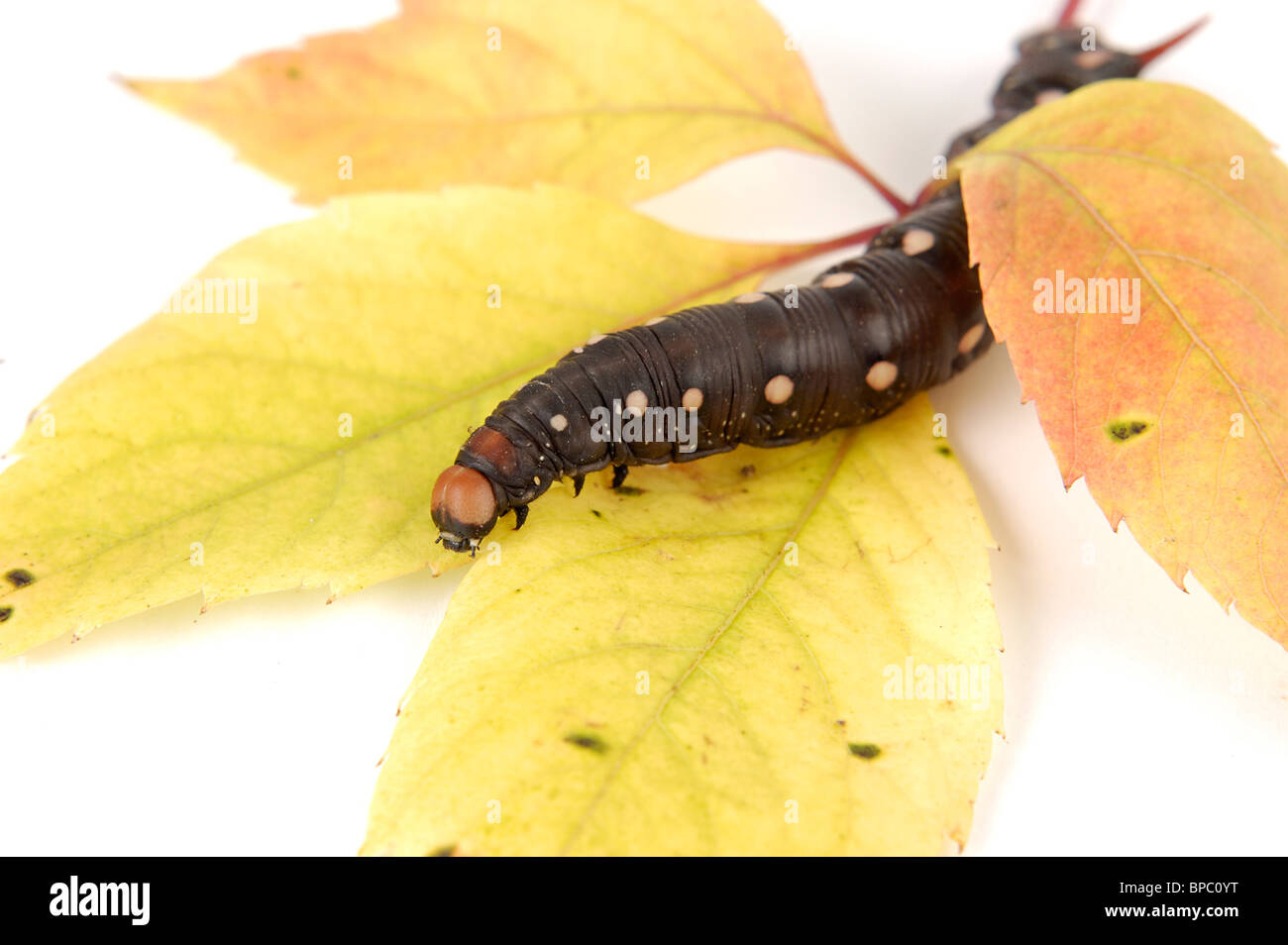 Große schwarze Raupe auf gelbe Herbst Baum Blätter Stockfotografie - Alamy