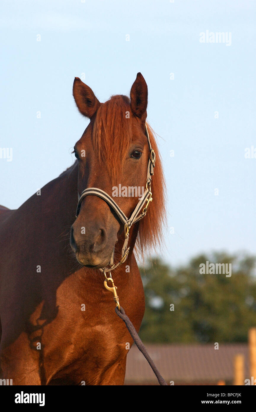 American saddlebred horse -Fotos und -Bildmaterial in hoher Auflösung ...