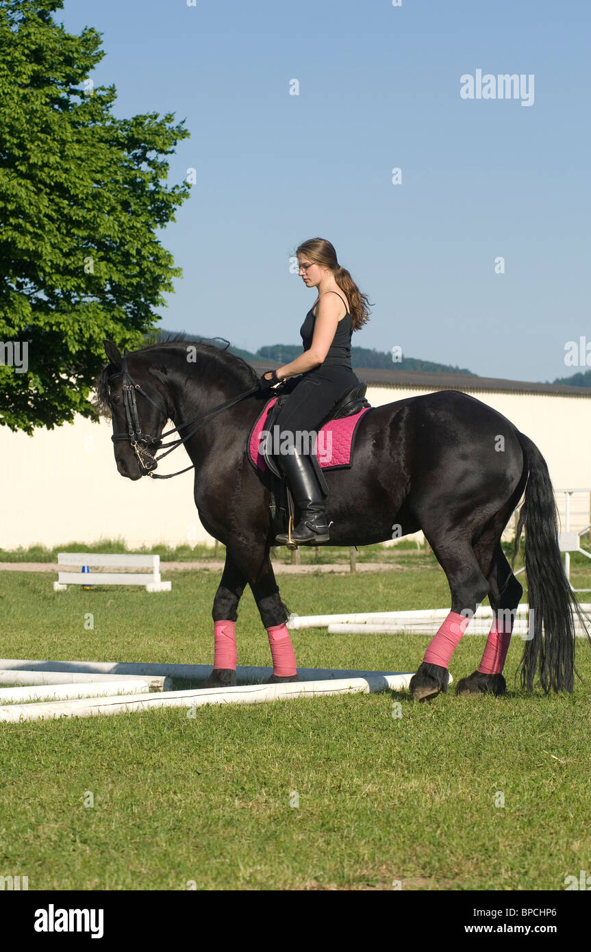 Friesian horse dressage -Fotos und -Bildmaterial in hoher Auflösung – Alamy