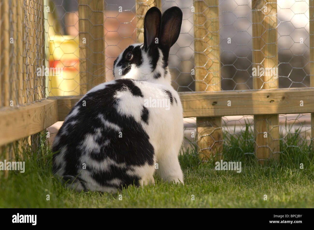 White bunny back view -Fotos und -Bildmaterial in hoher Auflösung – Alamy