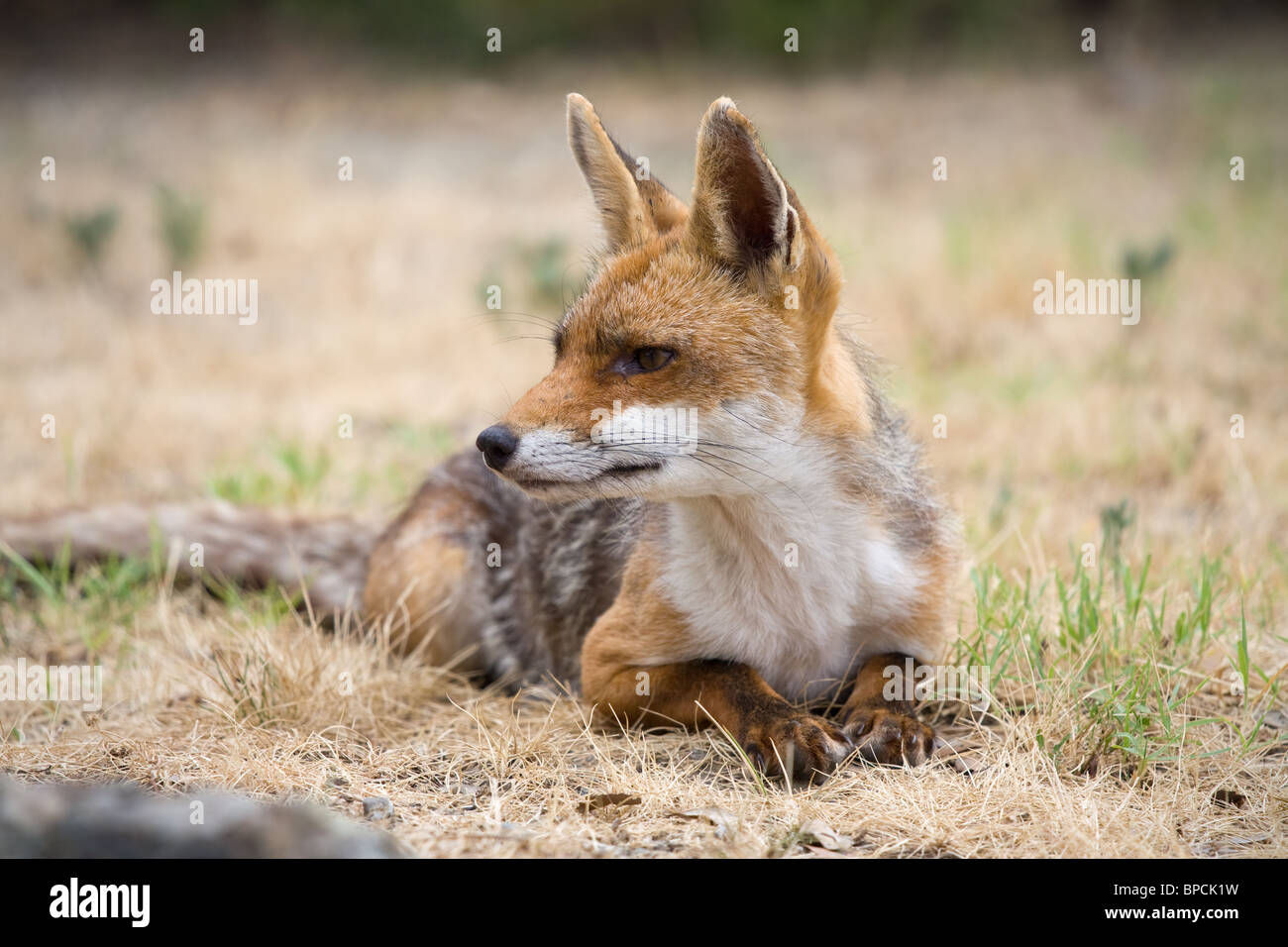 Rotfuchs tier lebensraum -Fotos und -Bildmaterial in hoher Auflösung ...