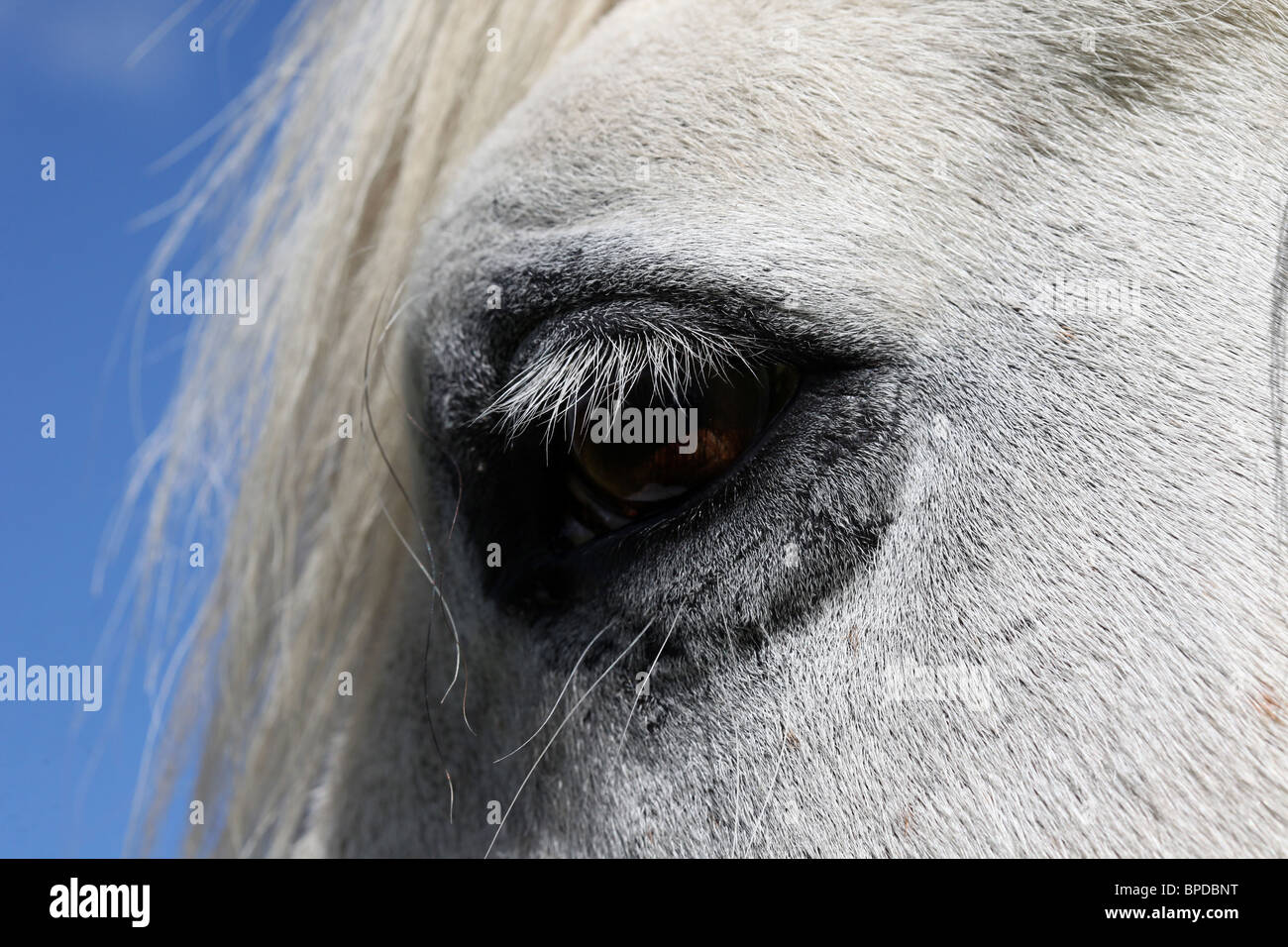 Schottische wilde ponys -Fotos und -Bildmaterial in hoher Auflösung – Alamy