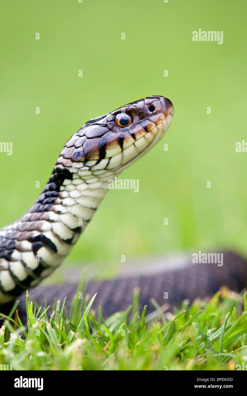 Ringelnatter; Natrix Natrix Stockfotografie - Alamy