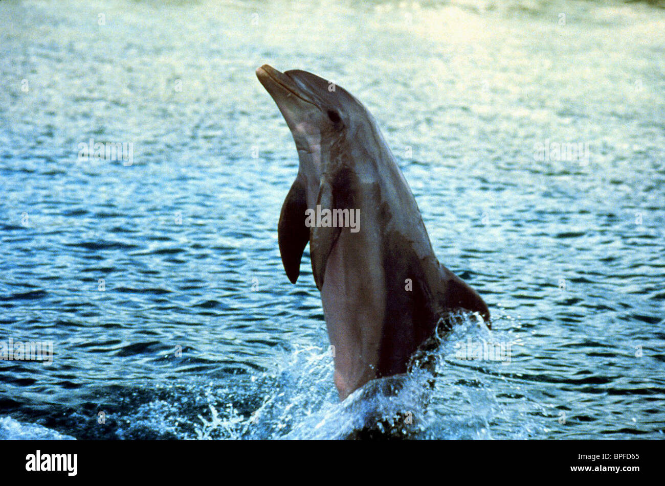 Flipper Movie Stockfotos und -bilder Kaufen - Alamy