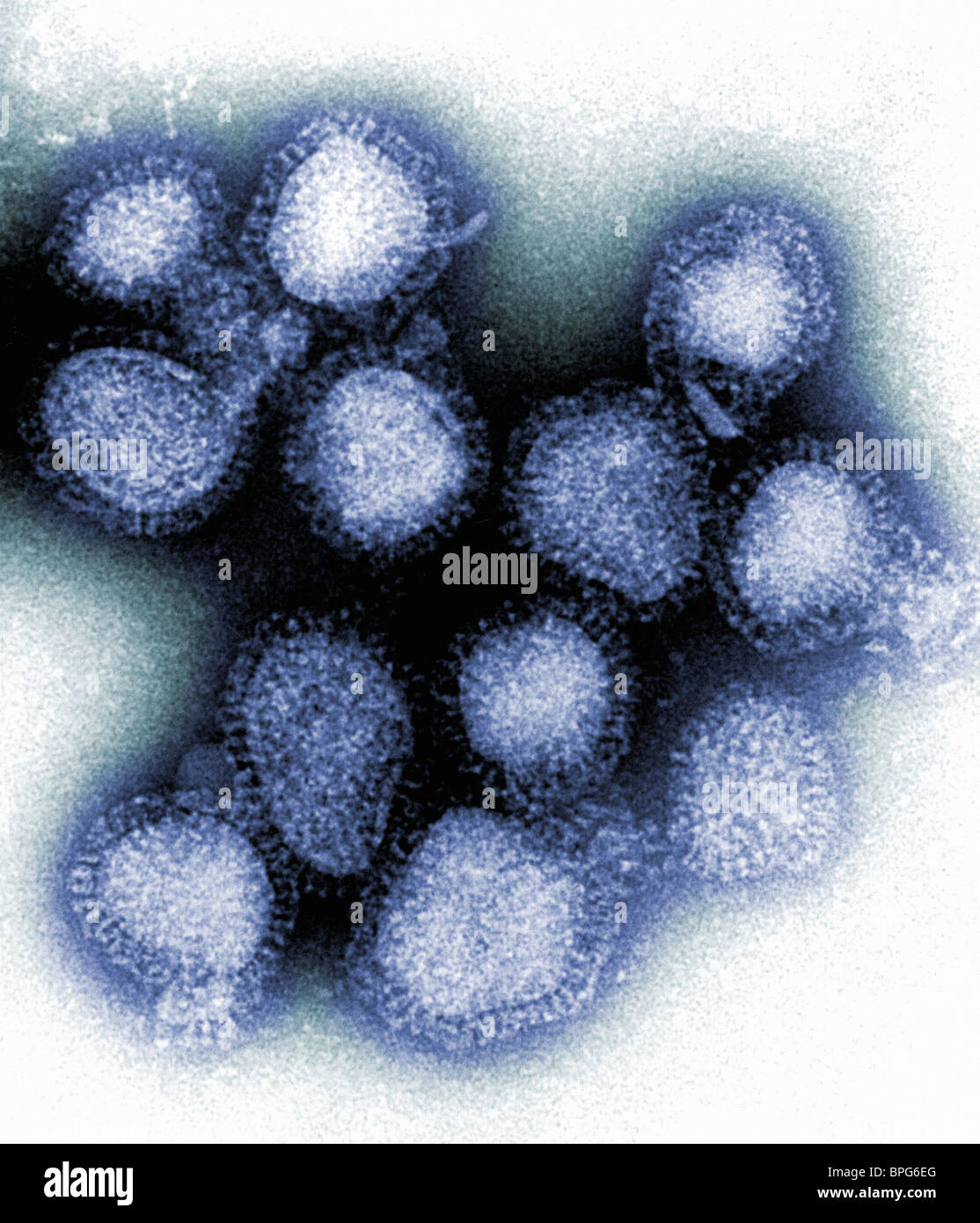 Tem virus -Fotos und -Bildmaterial in hoher Auflösung – Alamy
