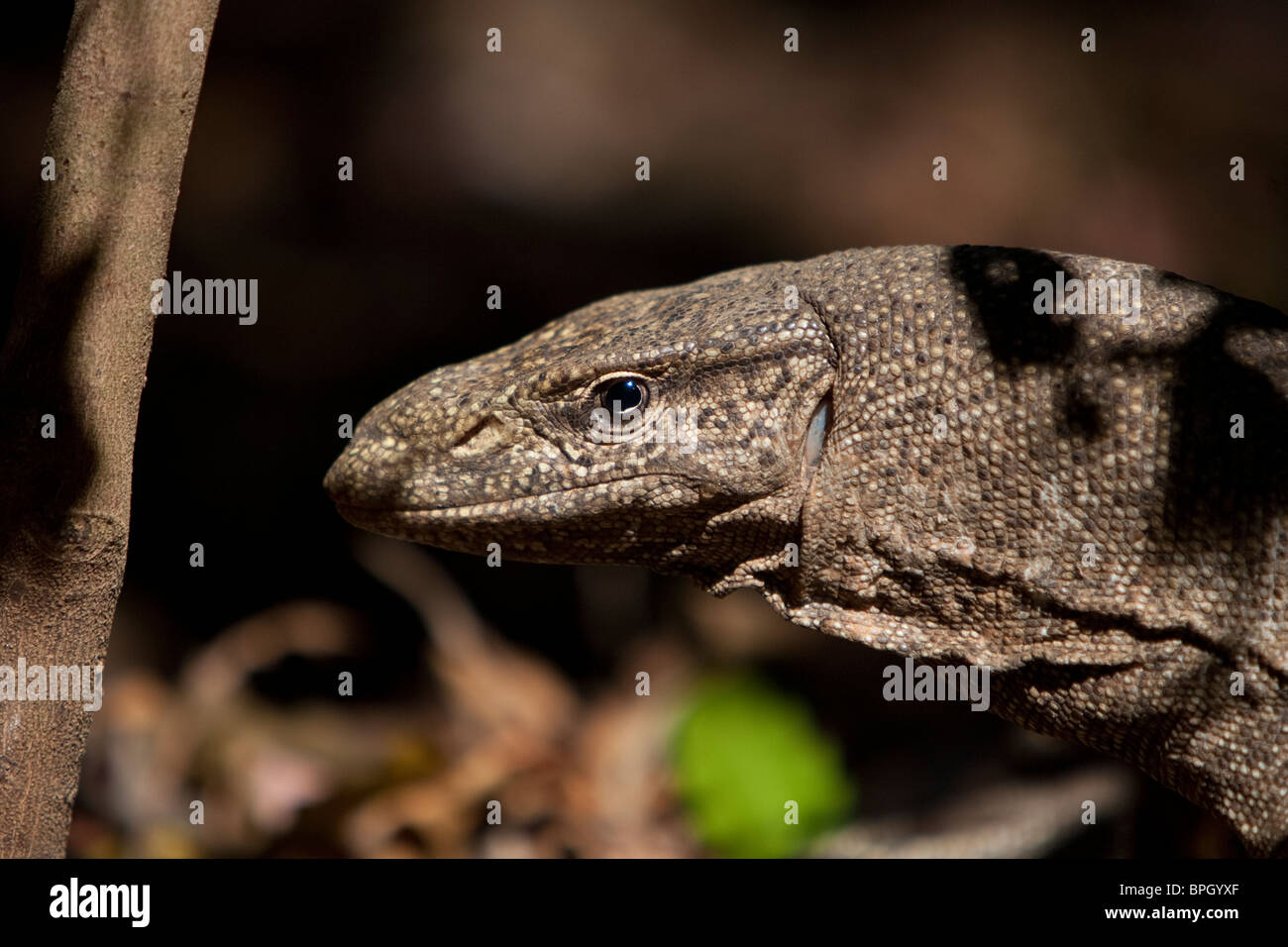 Land-monitor, Varanus Bengalensis, Bengal Monitor Sri Lanka Yala ...