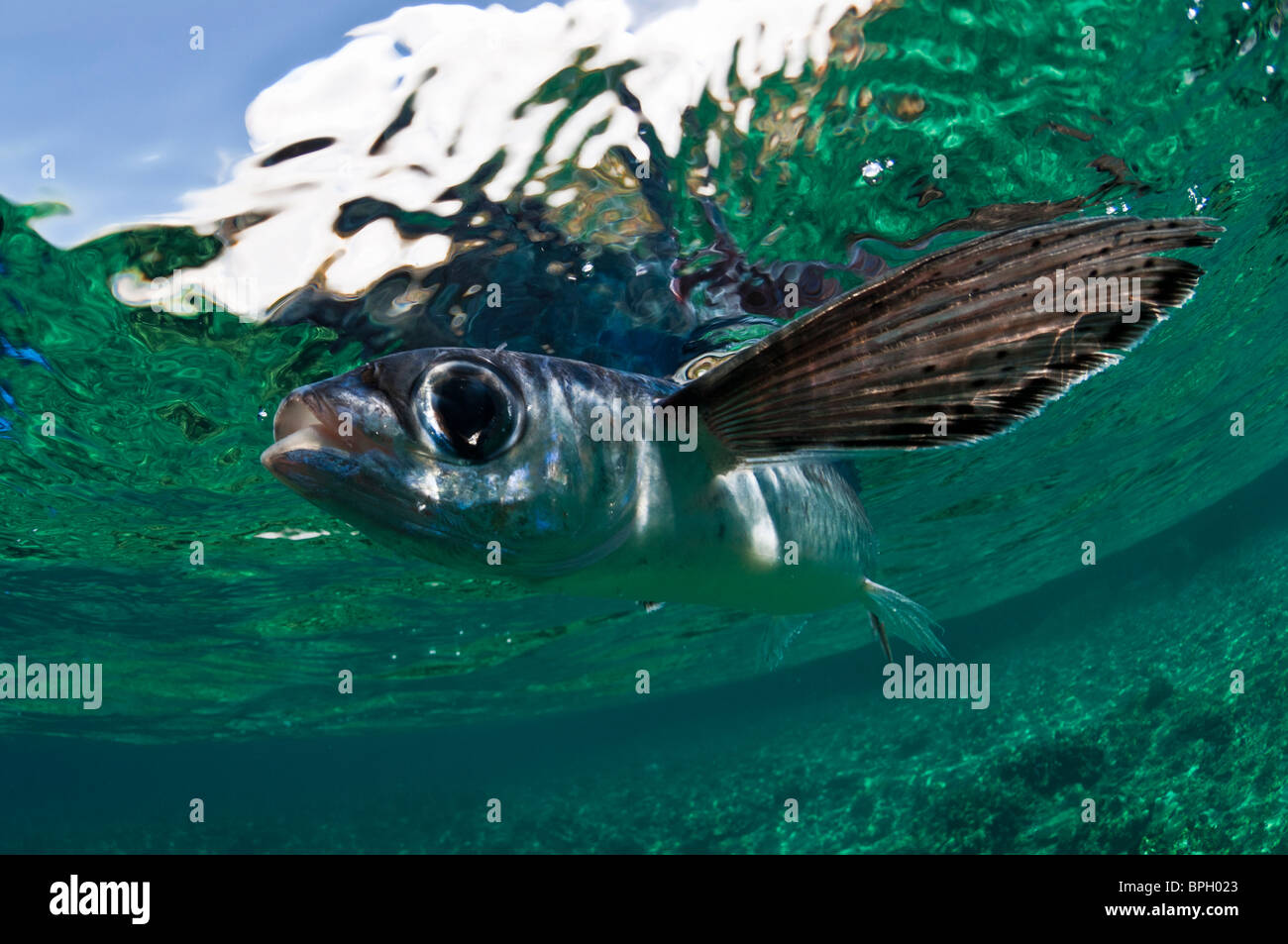 Der fliegende fisch -Fotos und -Bildmaterial in hoher Auflösung – Alamy