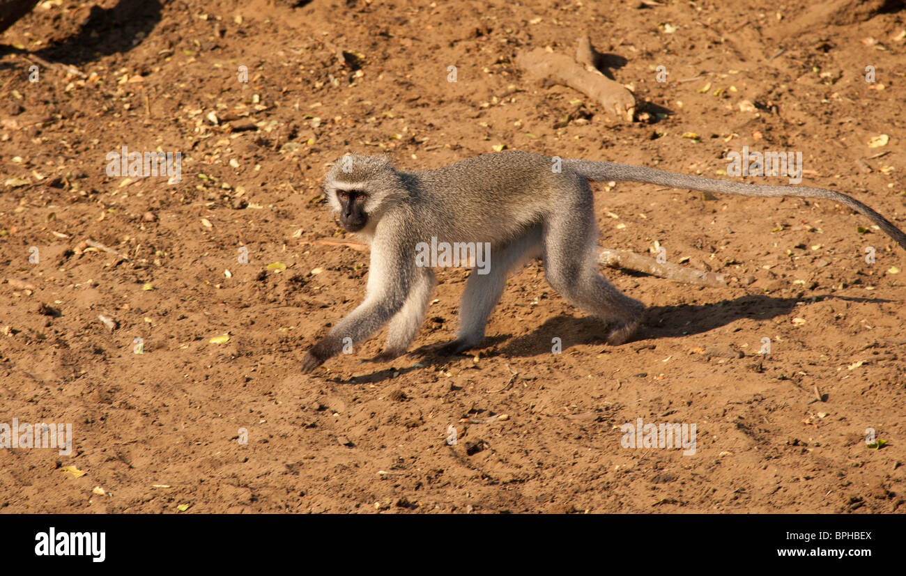 Monkey running -Fotos und -Bildmaterial in hoher Auflösung – Alamy
