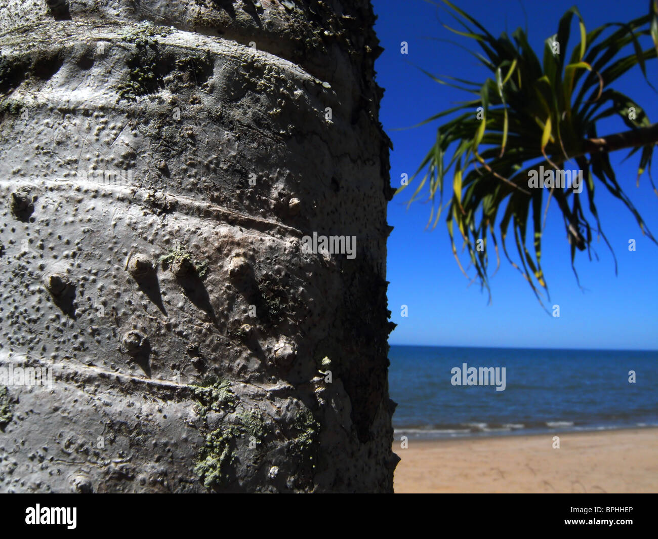 Palmenstrand queensland -Fotos und -Bildmaterial in hoher Auflösung – Alamy