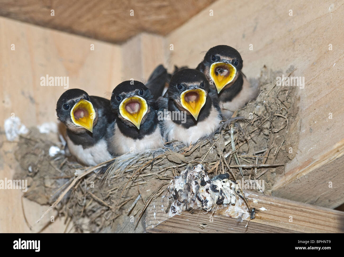 Rauchschwalbe baby Stockfotos und -bilder Kaufen - Alamy
