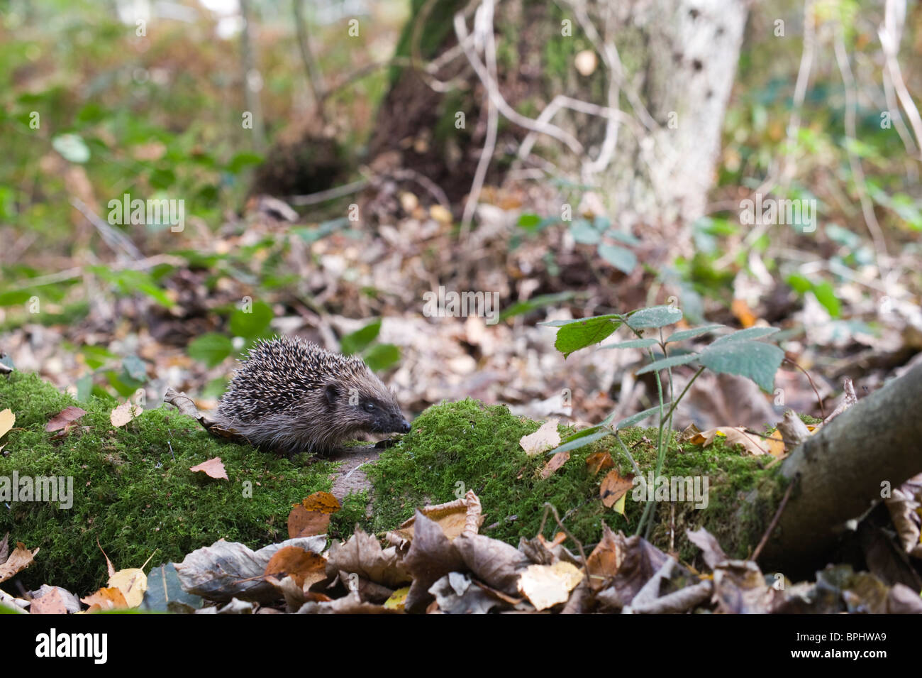 Igel im herbst -Fotos und -Bildmaterial in hoher Auflösung – Alamy