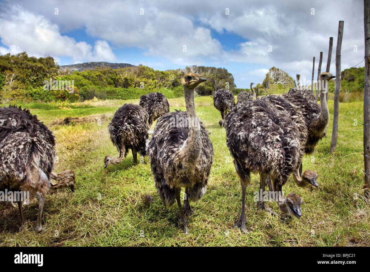 Seine Straussenfarm Stockfotos und -bilder Kaufen - Alamy