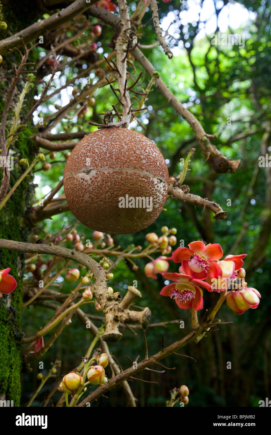 Cannonball Baum, Senator Fong Plantage Garten Stockfotografie - Alamy
