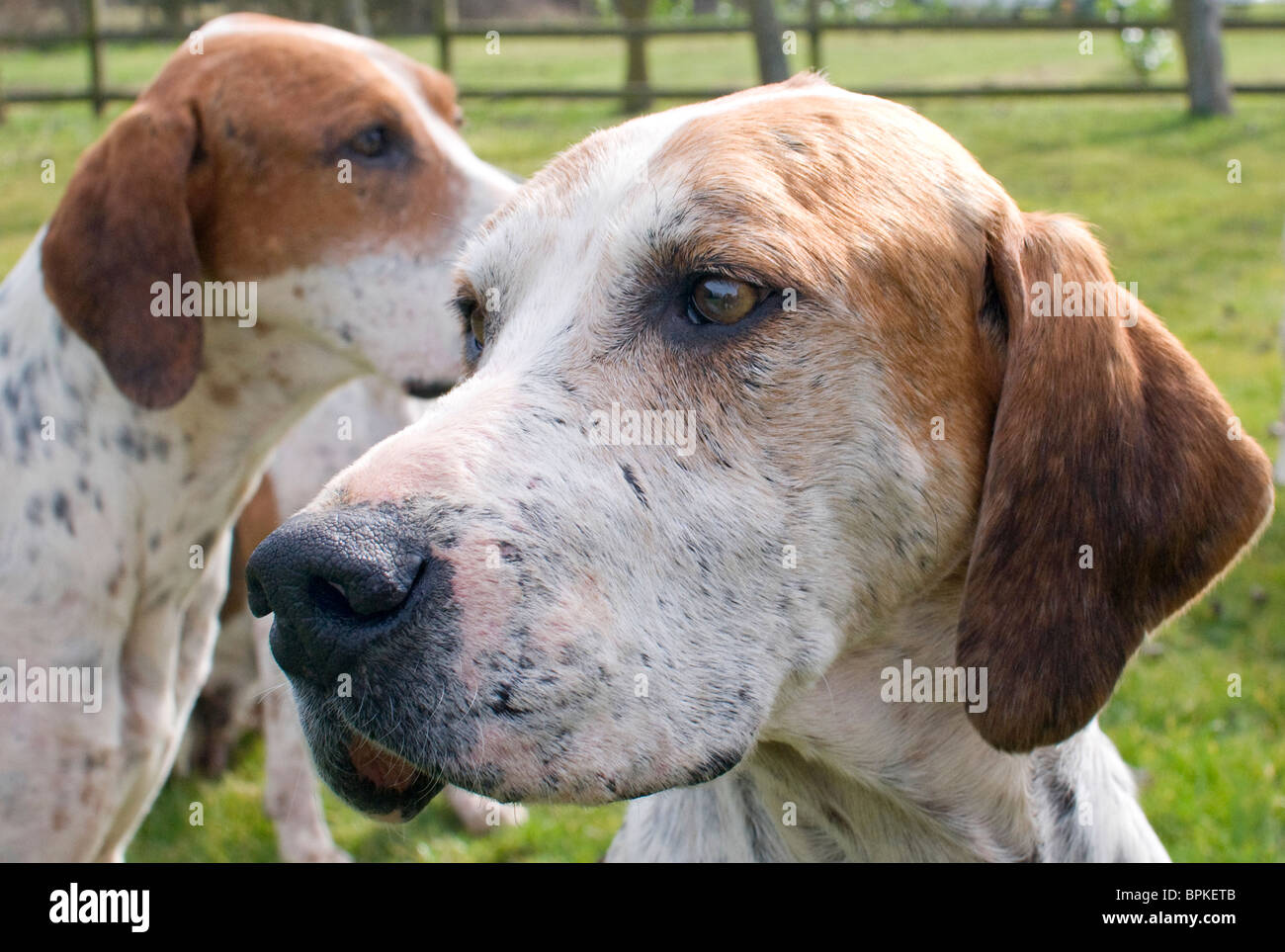 Fox hunt -Fotos und -Bildmaterial in hoher Auflösung – Alamy